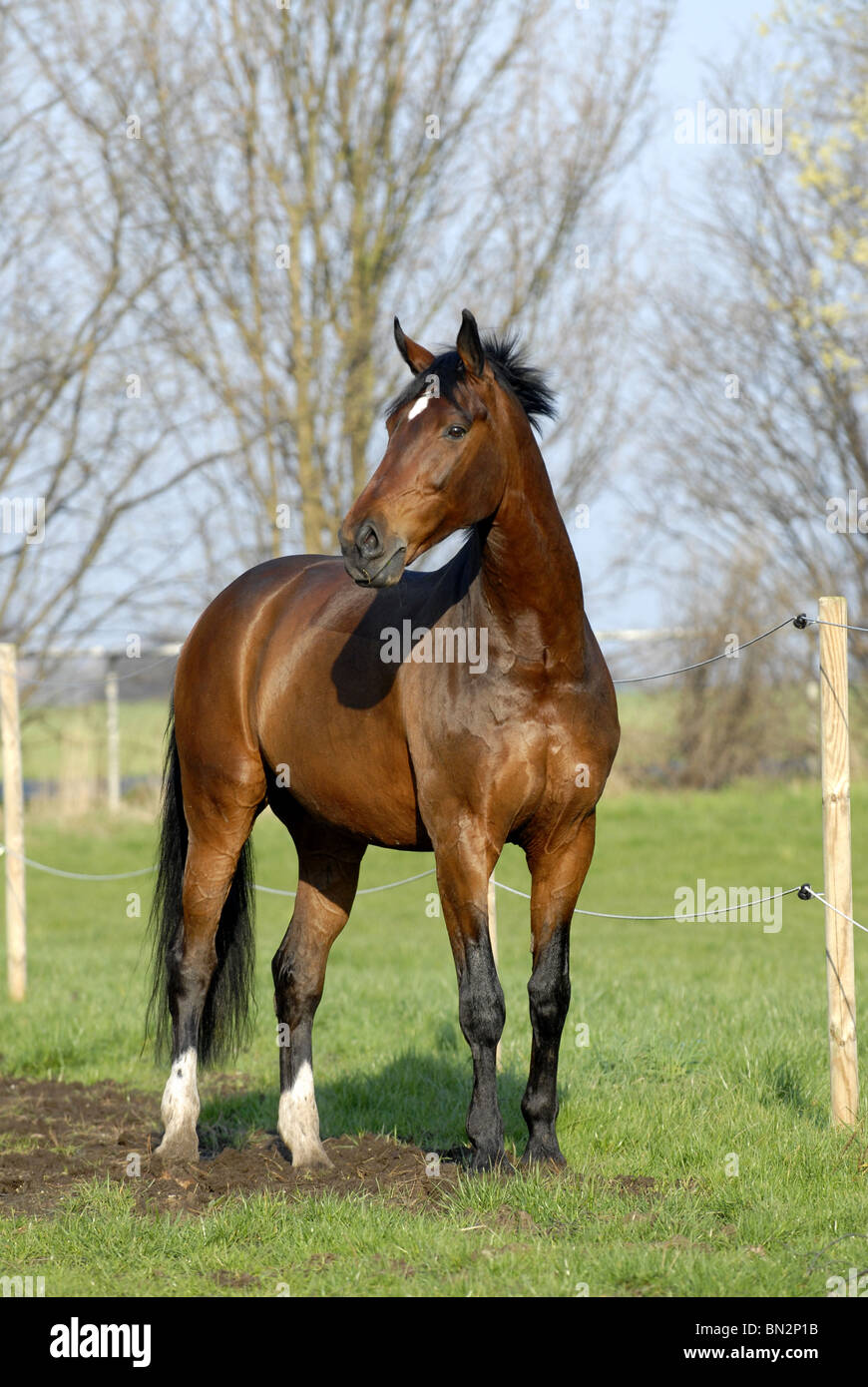 Warm blood bay horse standing hi-res stock photography and images - Alamy