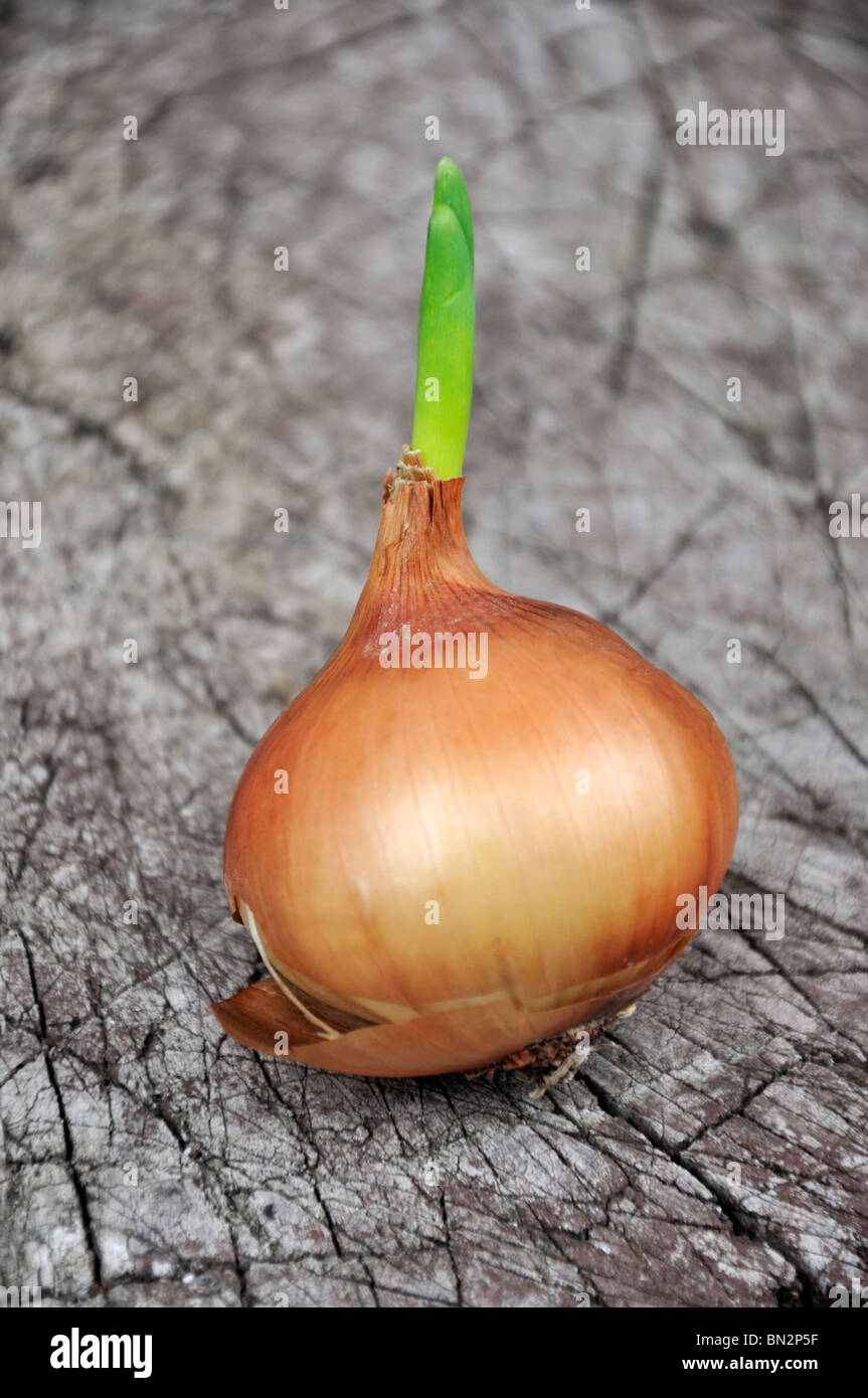 Onion sprout hi-res stock photography and images - Alamy