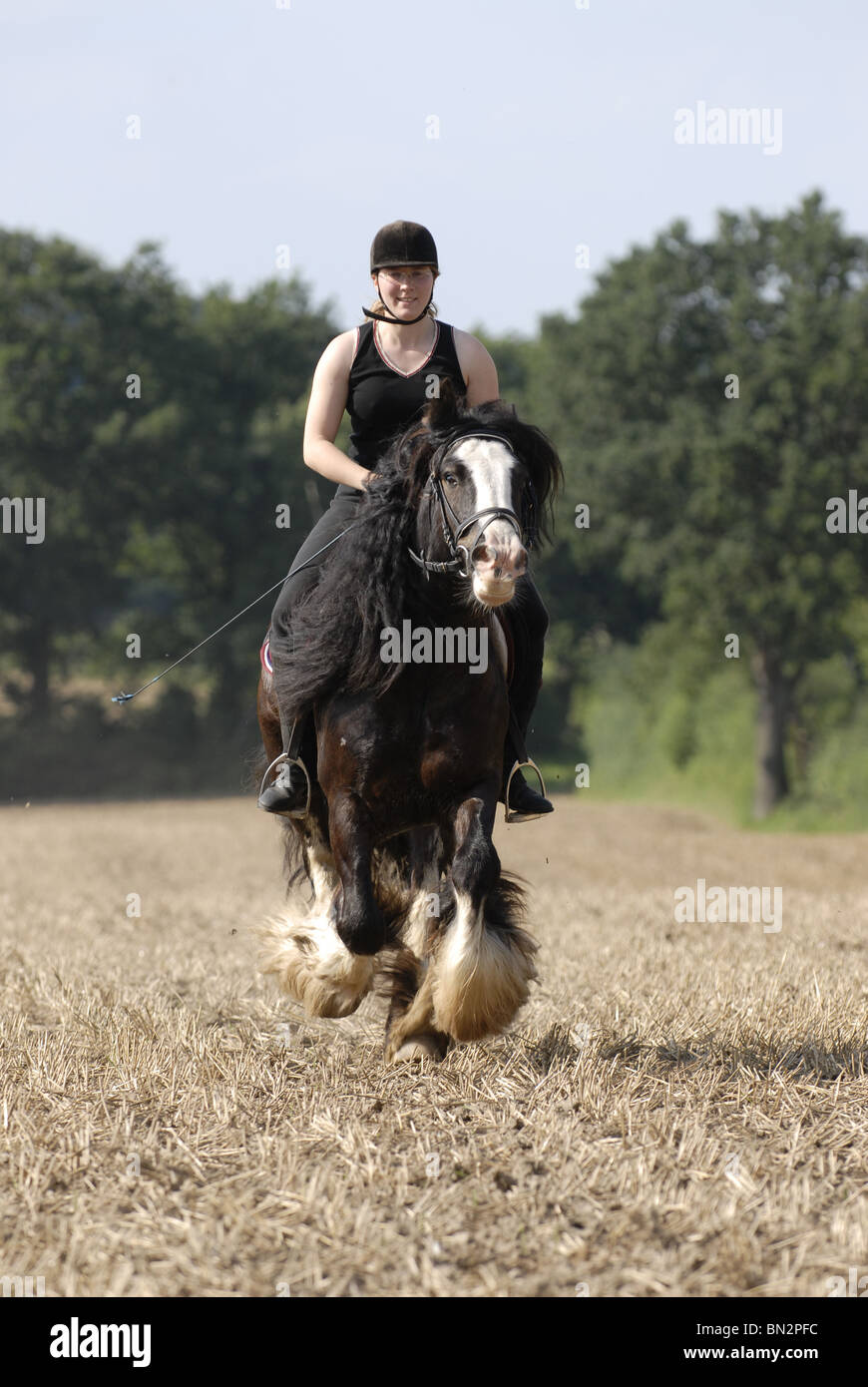running Irish Tinker Stock Photo - Alamy