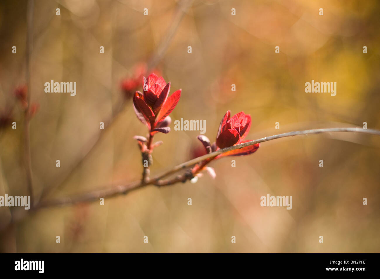 Birth of the tree hi-res stock photography and images - Alamy