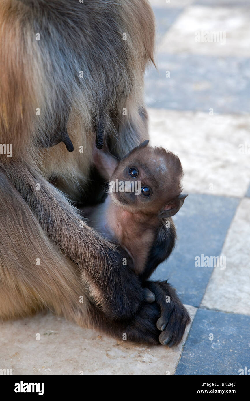 Baby hanuman langur monkey hi-res stock photography and images - Alamy