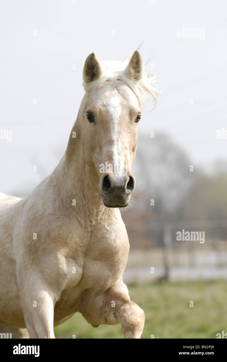 Pre stallion portrait hi-res stock photography and images - Alamy