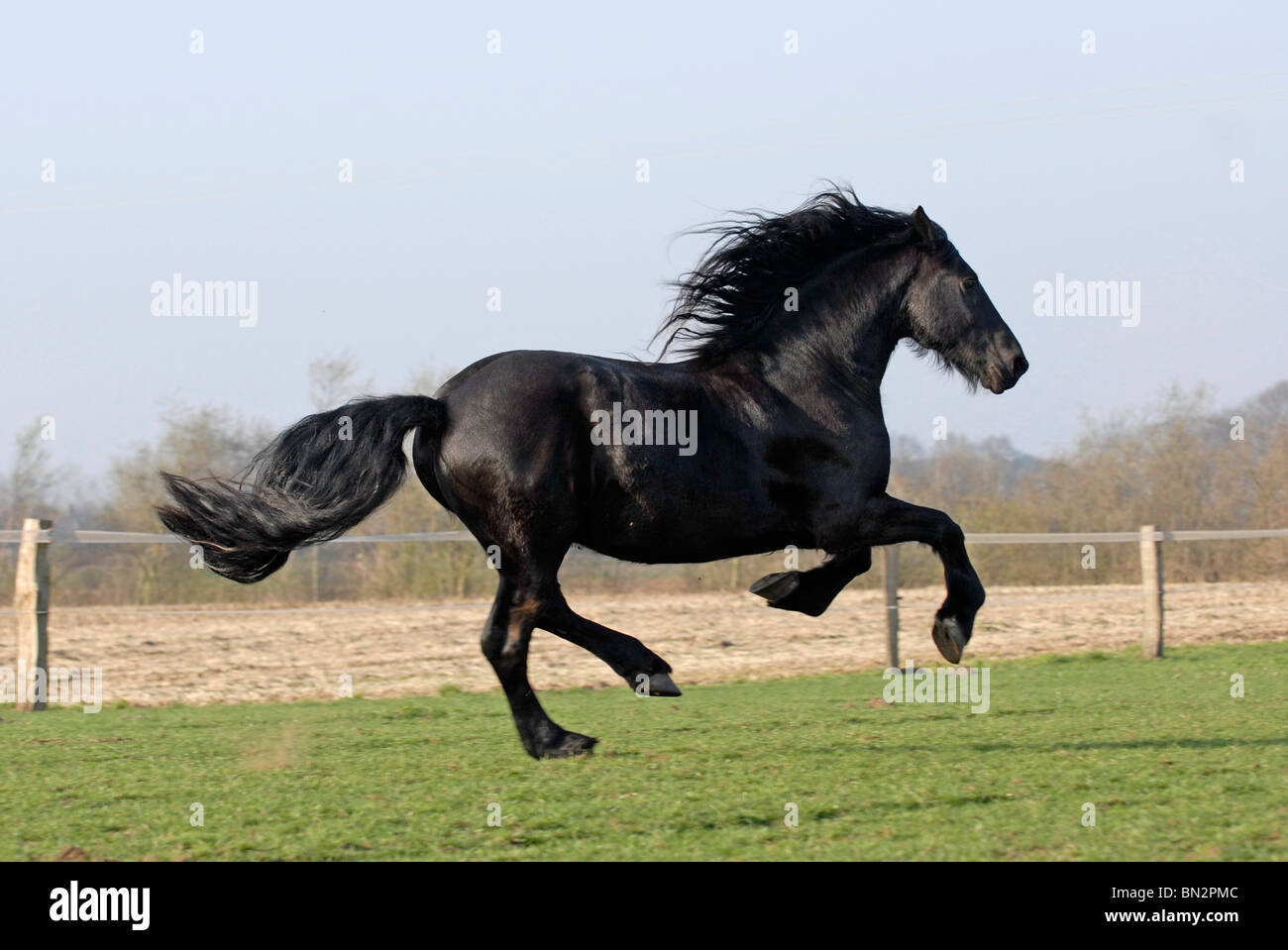 running Friesian Horse Stock Photo - Alamy