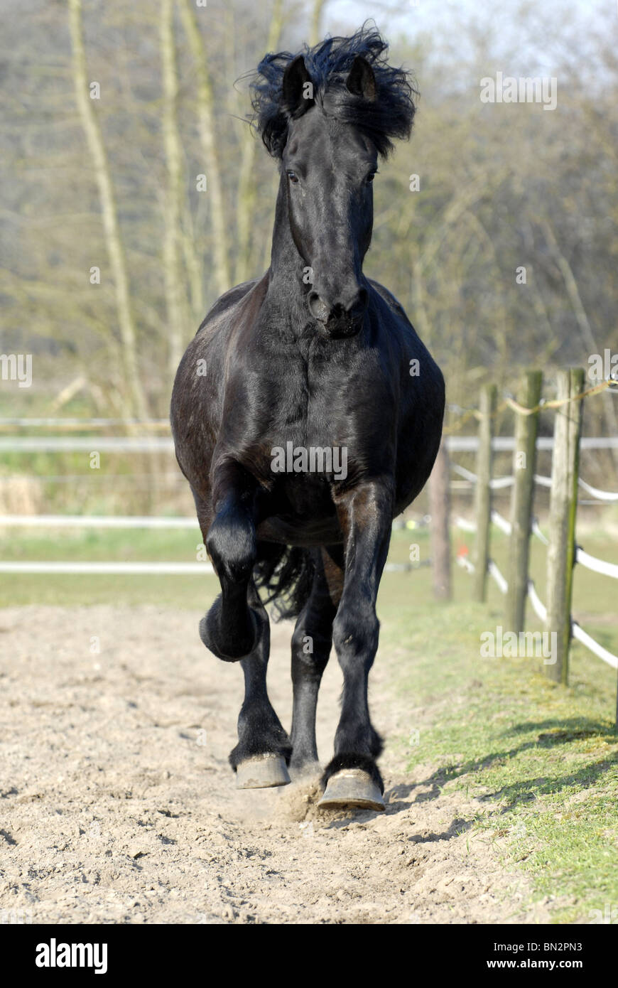 running Friesian Horse Stock Photo - Alamy