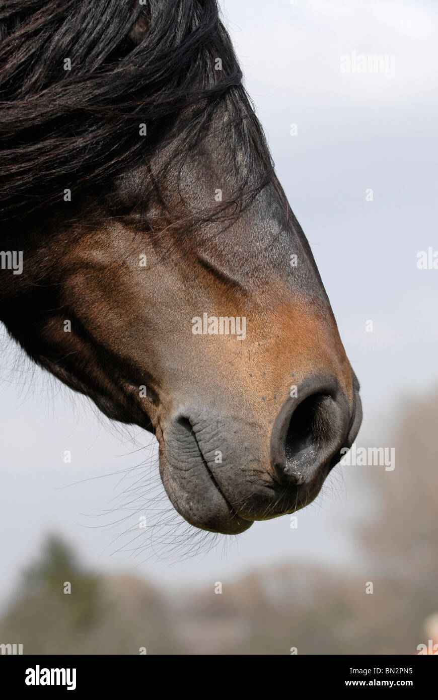 Horsemouth hi-res stock photography and images - Alamy