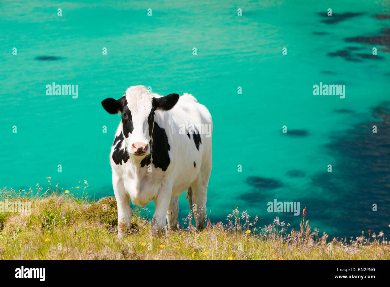 A cow on rough grazing near Gwennap Head, Cornwall, UK Stock Photo - Alamy