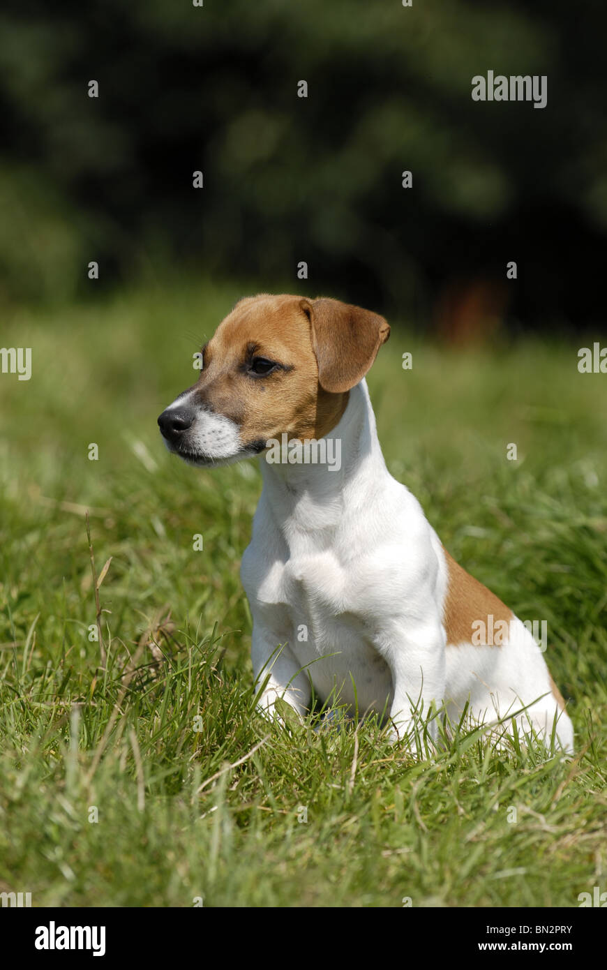 sitting Jack Russell Terrier Stock Photo - Alamy