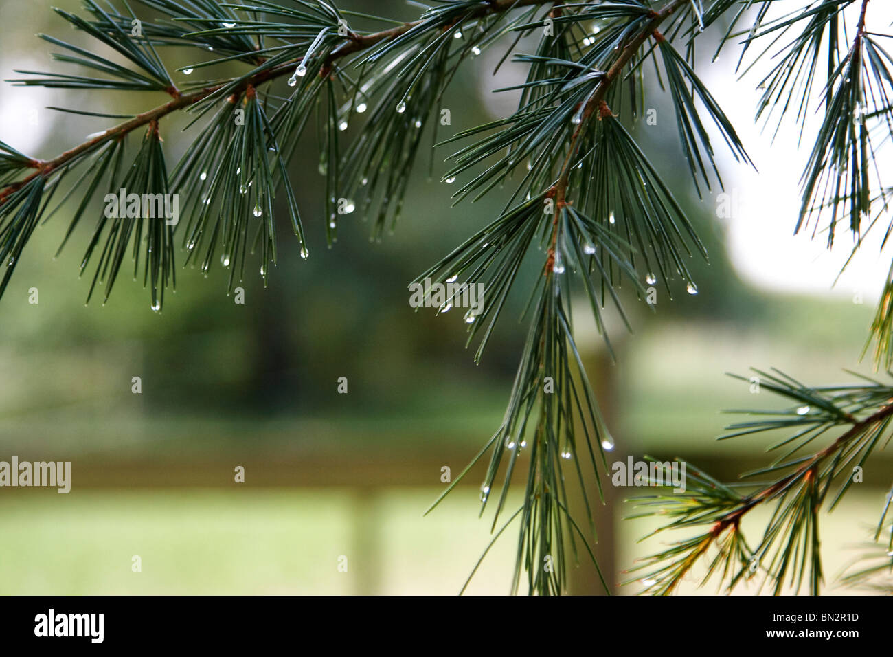 Conifer tree needles hi-res stock photography and images - Alamy