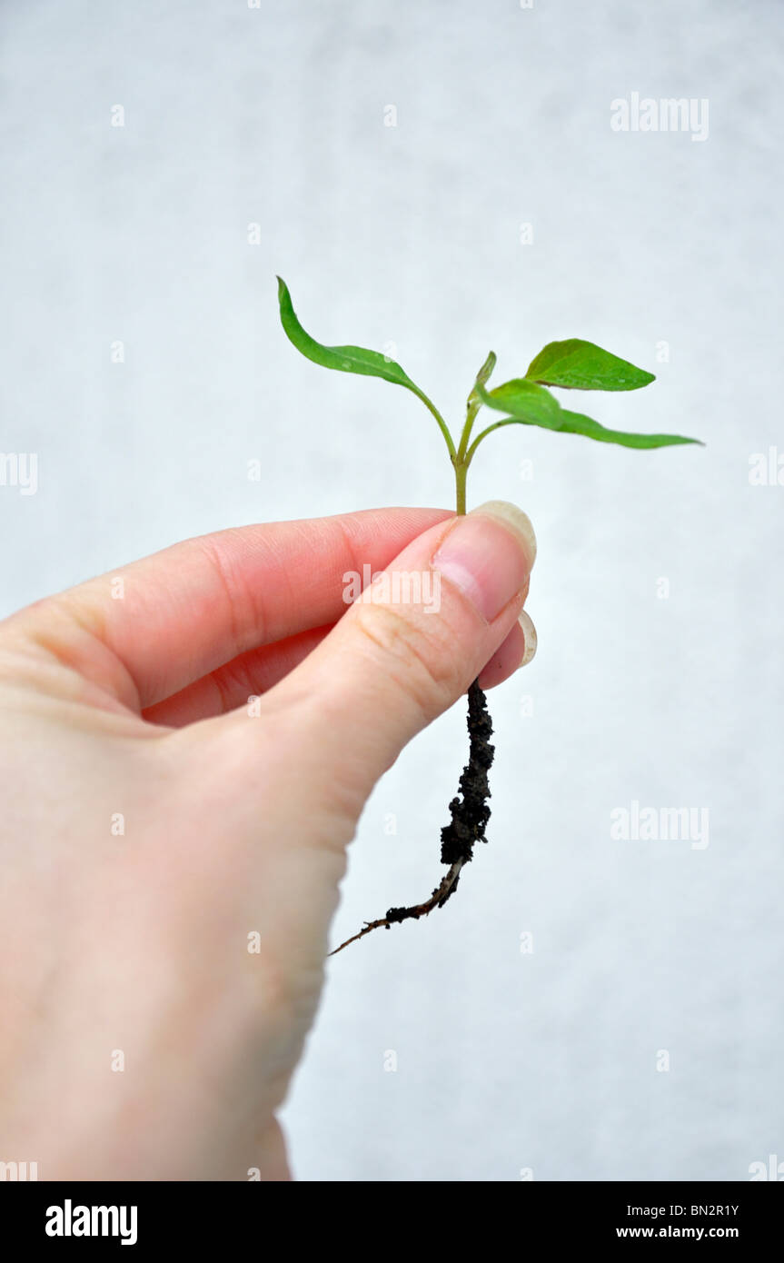 Hand holding seedling Stock Photo - Alamy