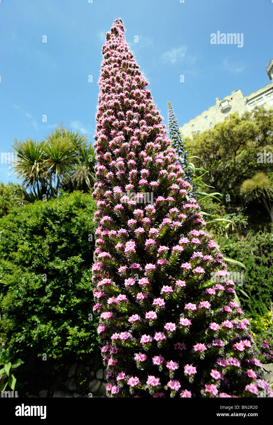 Piniana hi-res stock photography and images - Alamy