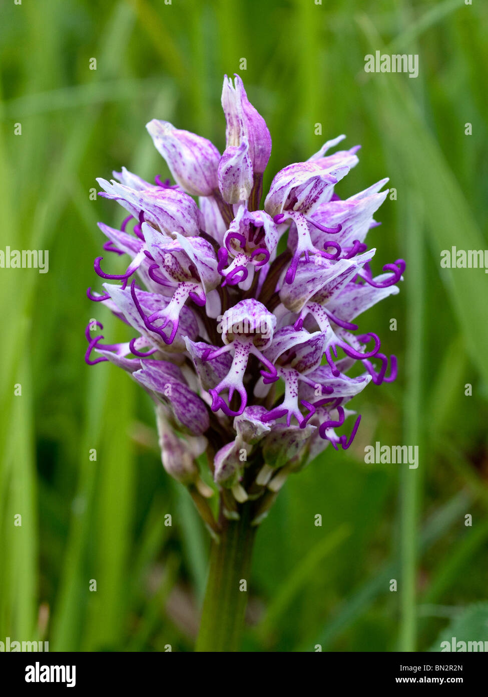 Orchis Simia High Resolution Stock Photography and Images - Alamy