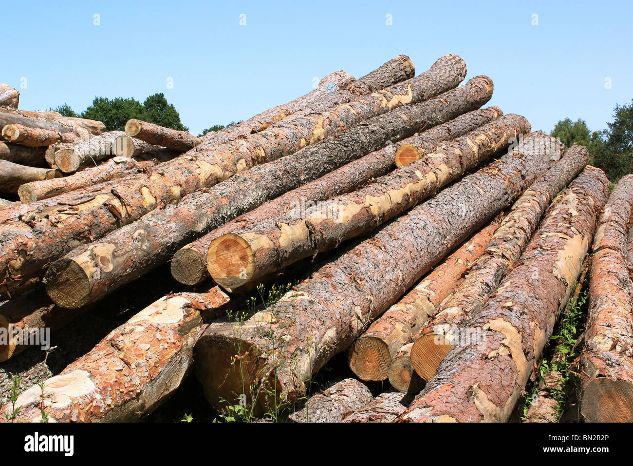 tree trunks of fir tree lengthened on the ground Stock Photo - Alamy