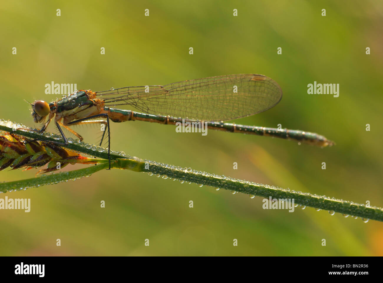 Damsefly hi-res stock photography and images - Alamy