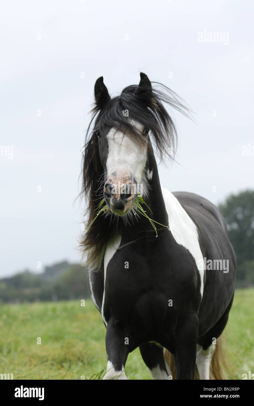 Irish Tinker Portrait Stock Photo - Alamy