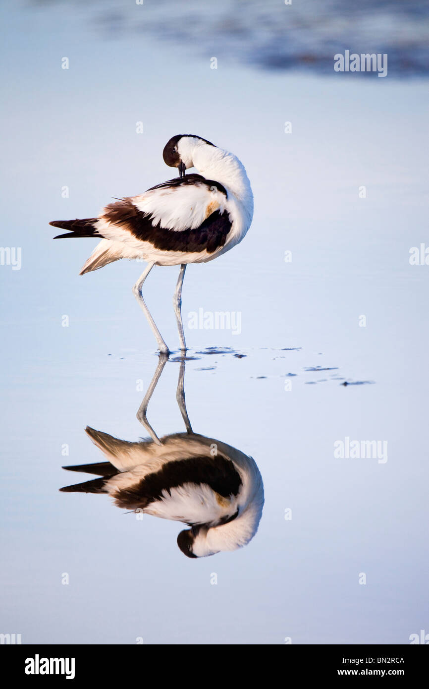 Avocet; Recurvirostra avosetta; preening Stock Photo - Alamy
