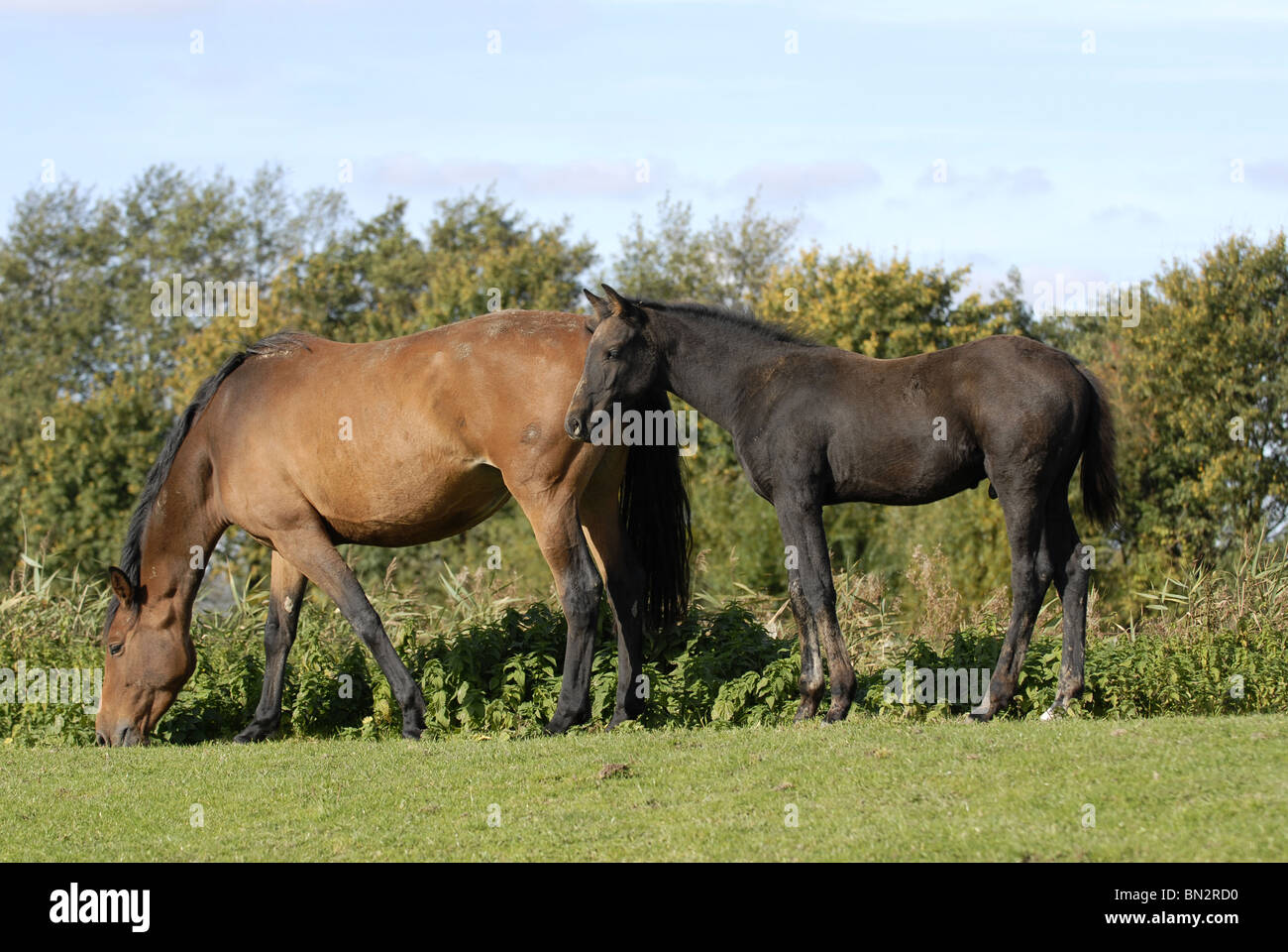 Holstein mare hi-res stock photography and images - Alamy