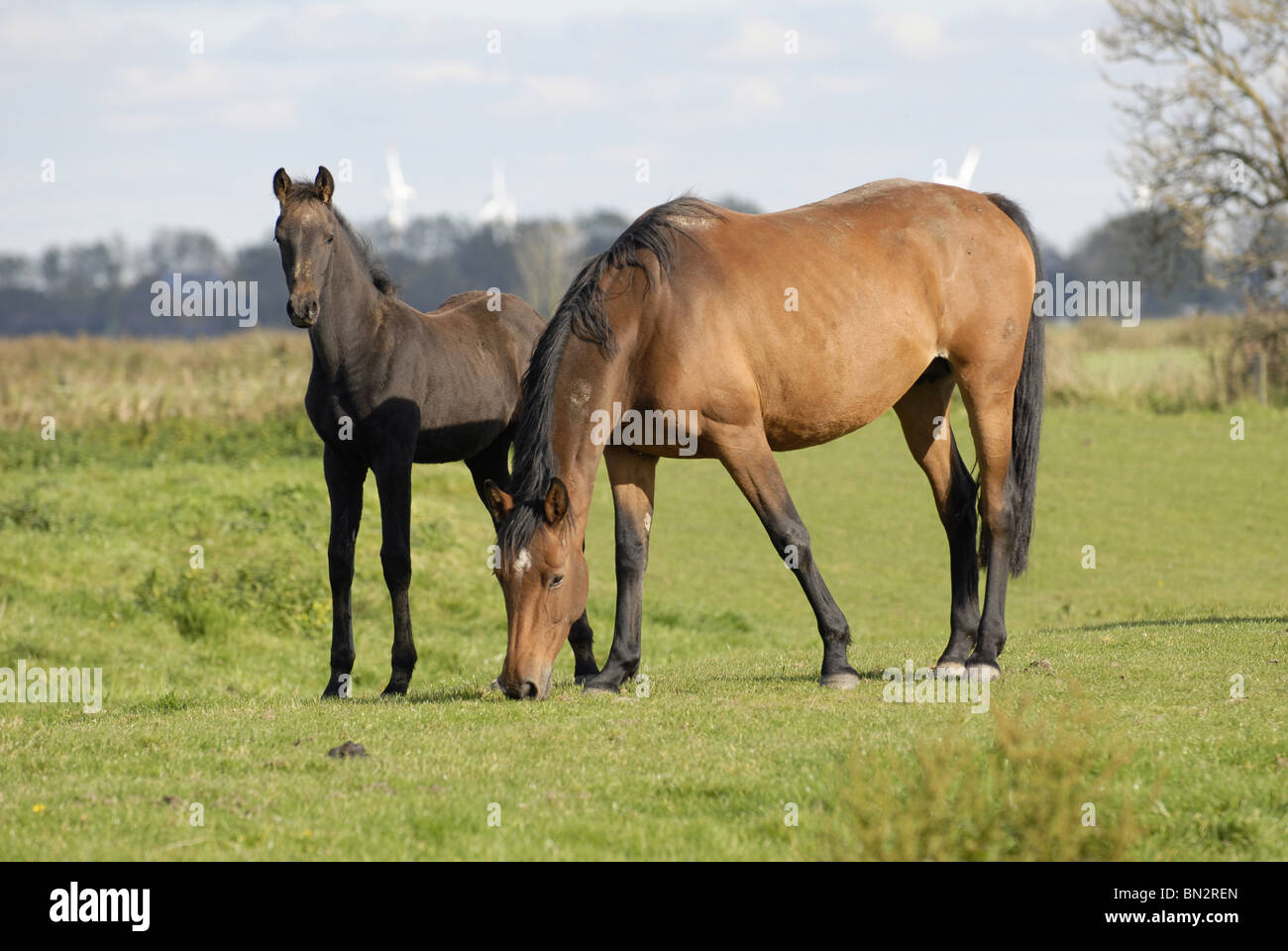 mare with foal Stock Photo - Alamy