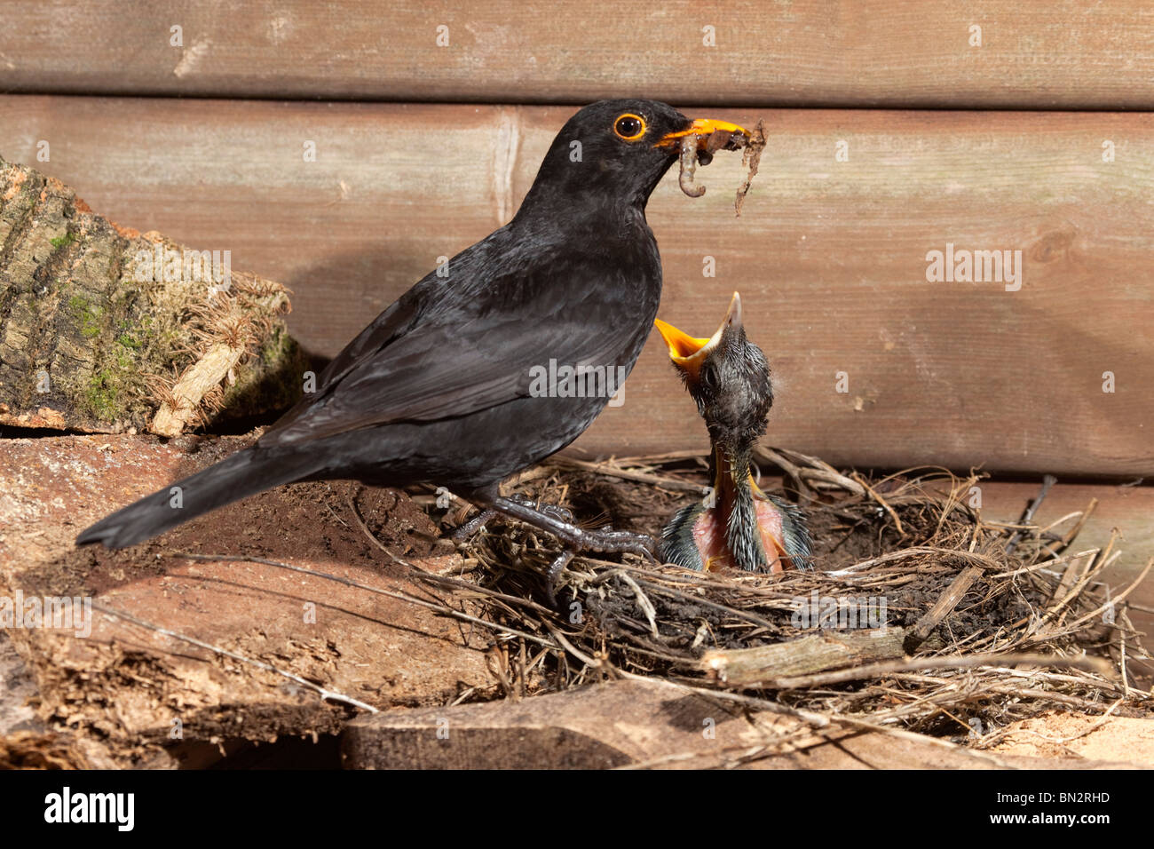 Blackbird; Turdus merula; chick in nest with male feeding it Stock ...