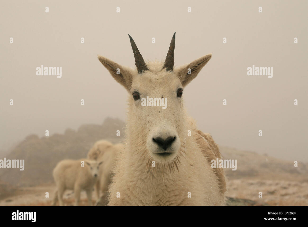 Mountain goat, Oreamnos americanus, during the first snow storm in the ...