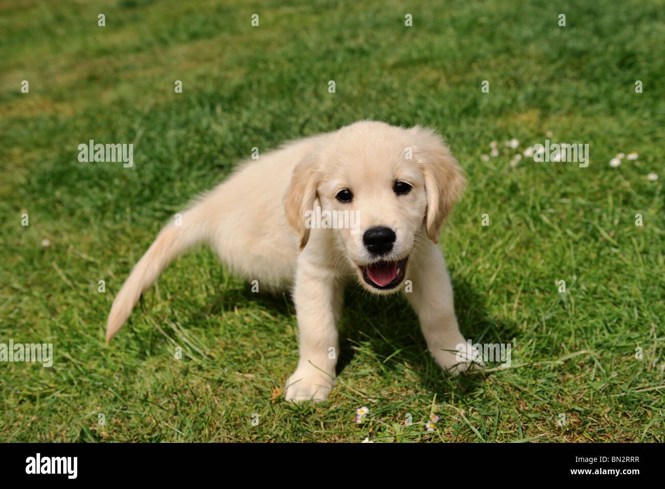 Eight week old golden retriever hi-res stock photography and images - Alamy