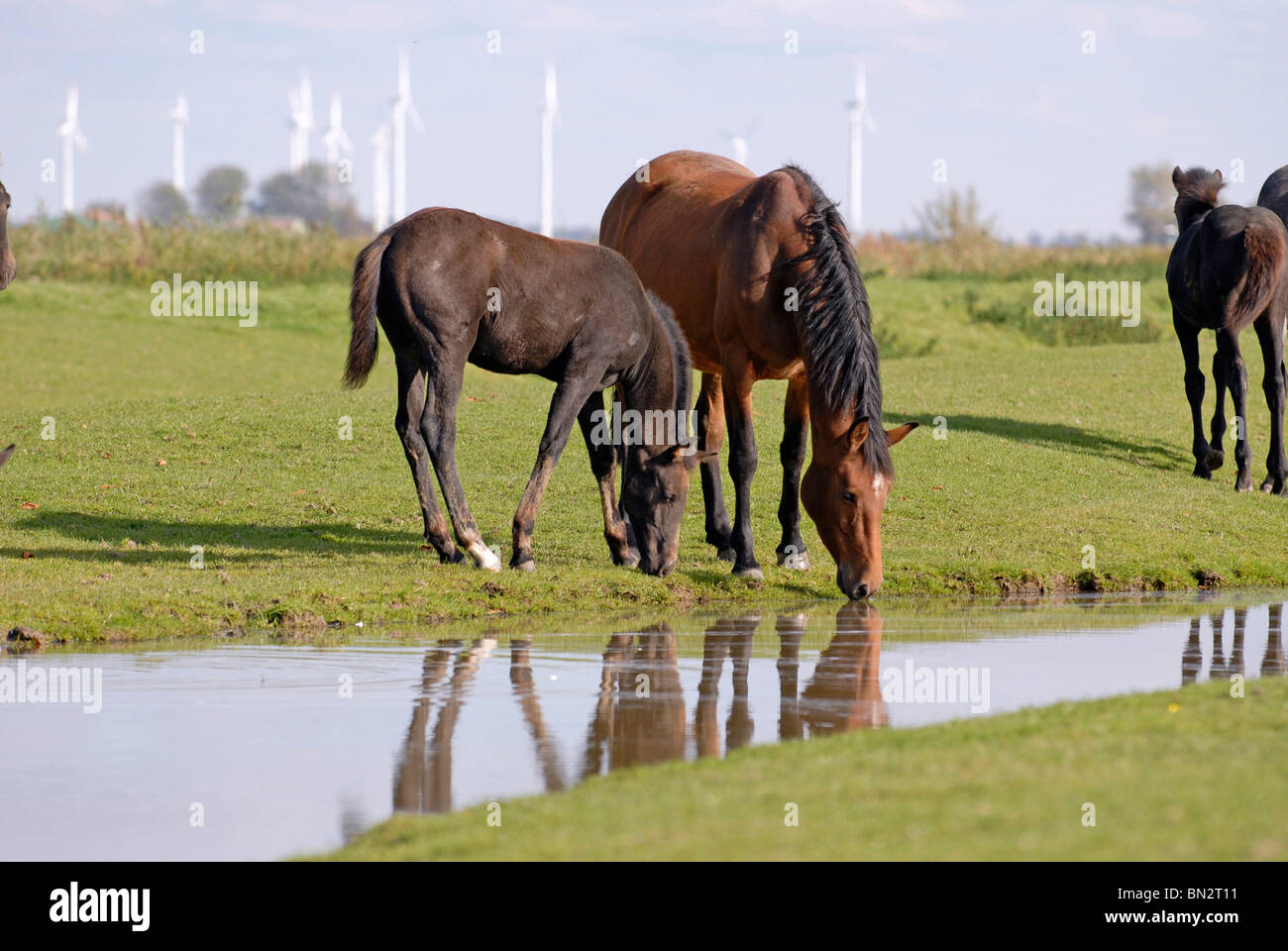 horses on source of water Stock Photo - Alamy