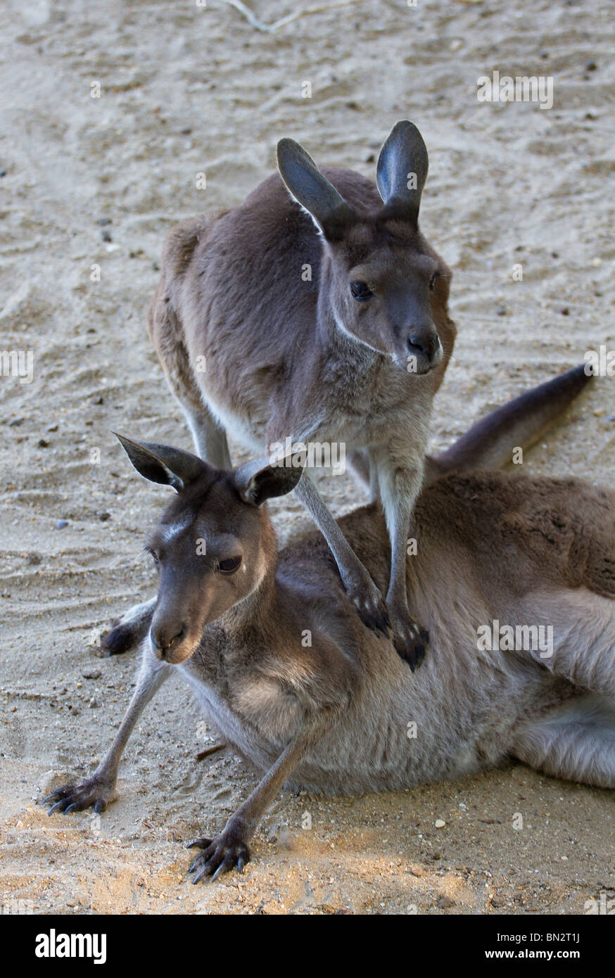 Pair of Western Grey Kangaroos (Macropus fuliginosus) playing Stock ...