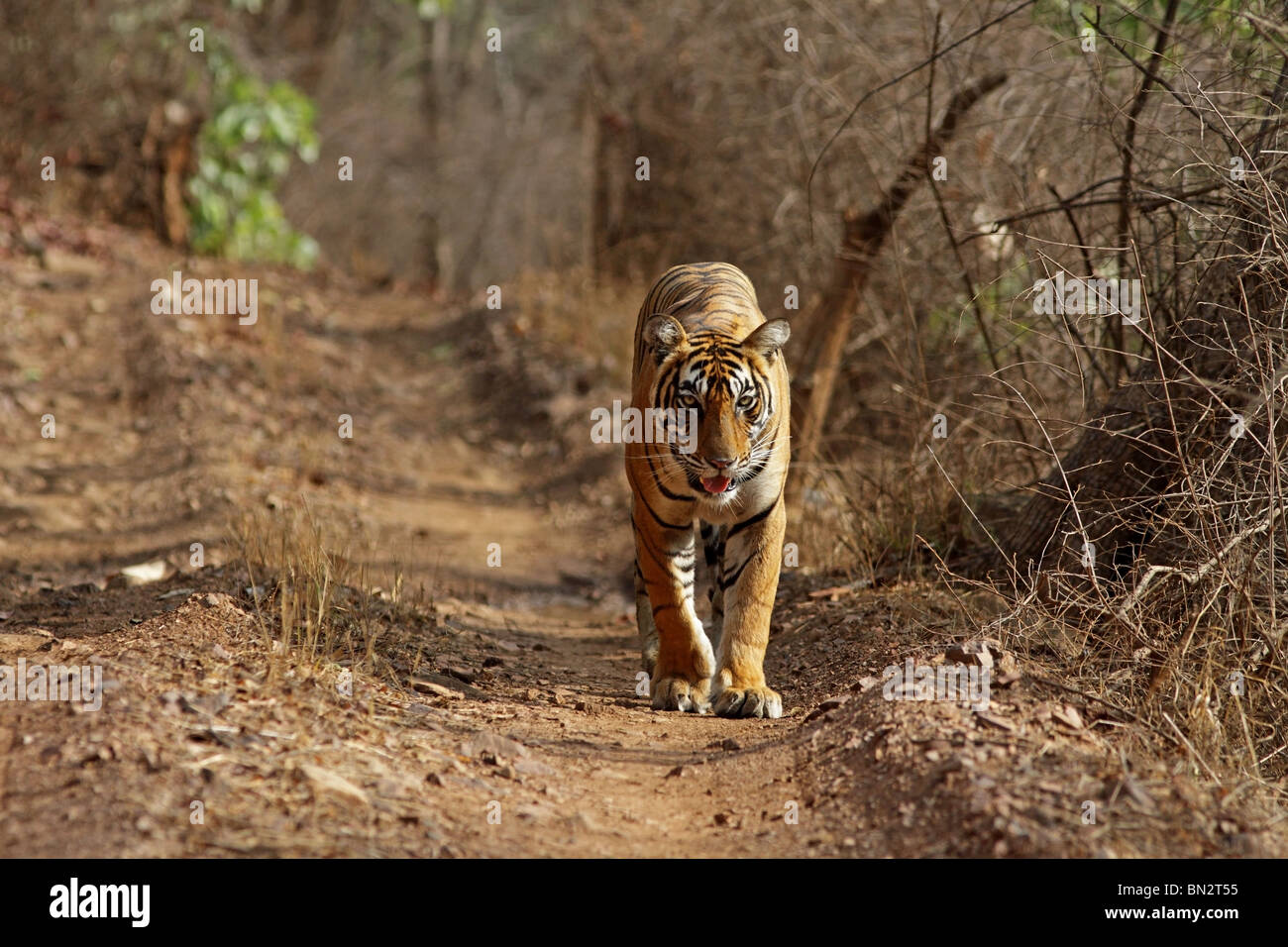 Tiger walking on the forest road in Ranthambhore National Park, India ...