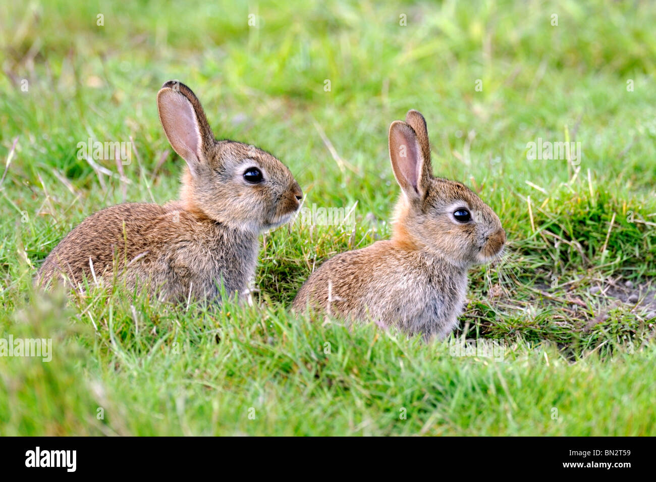 Oryctolagus cuniculus hi-res stock photography and images - Alamy