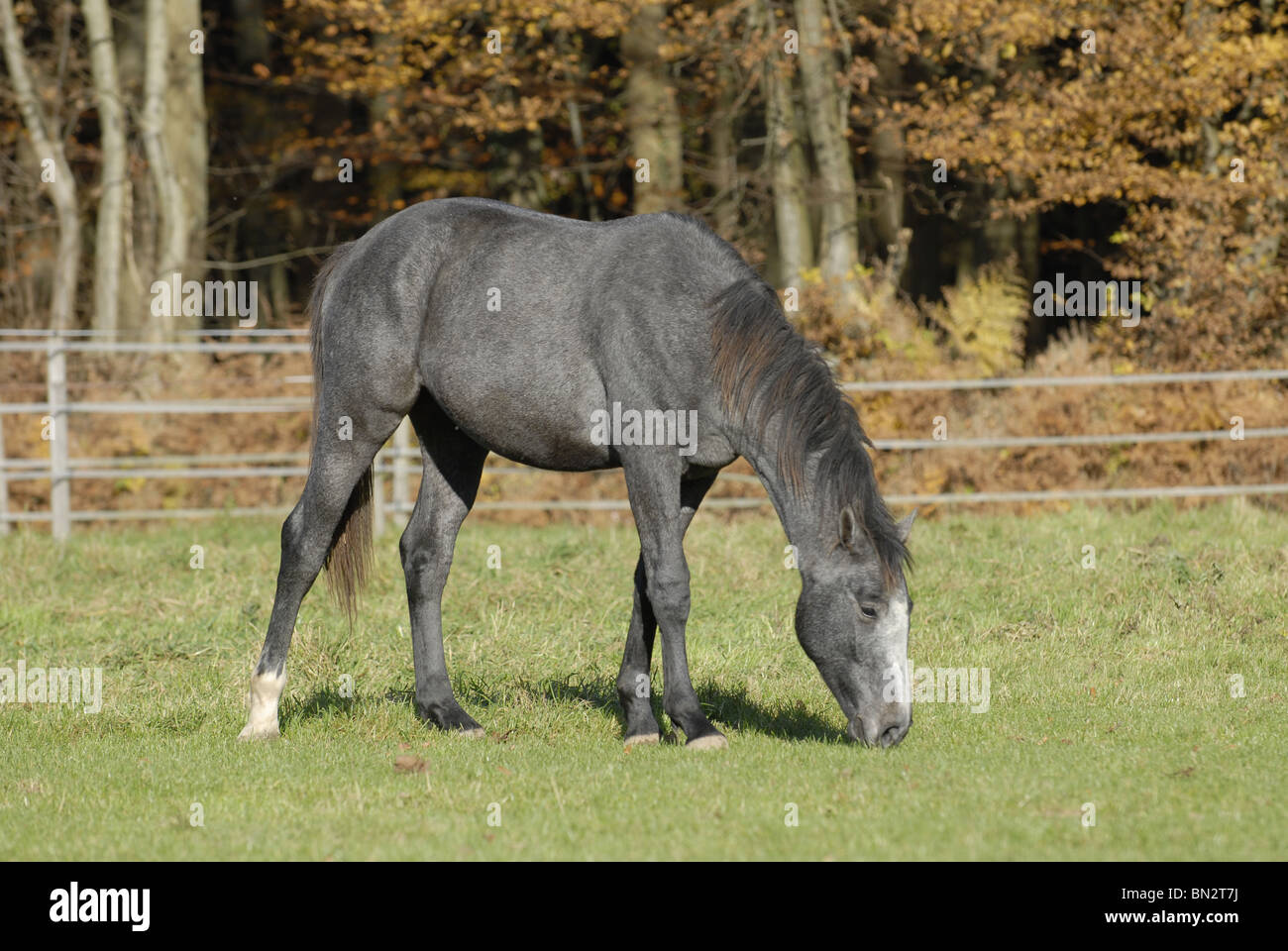 Horse eats fence hi-res stock photography and images - Alamy