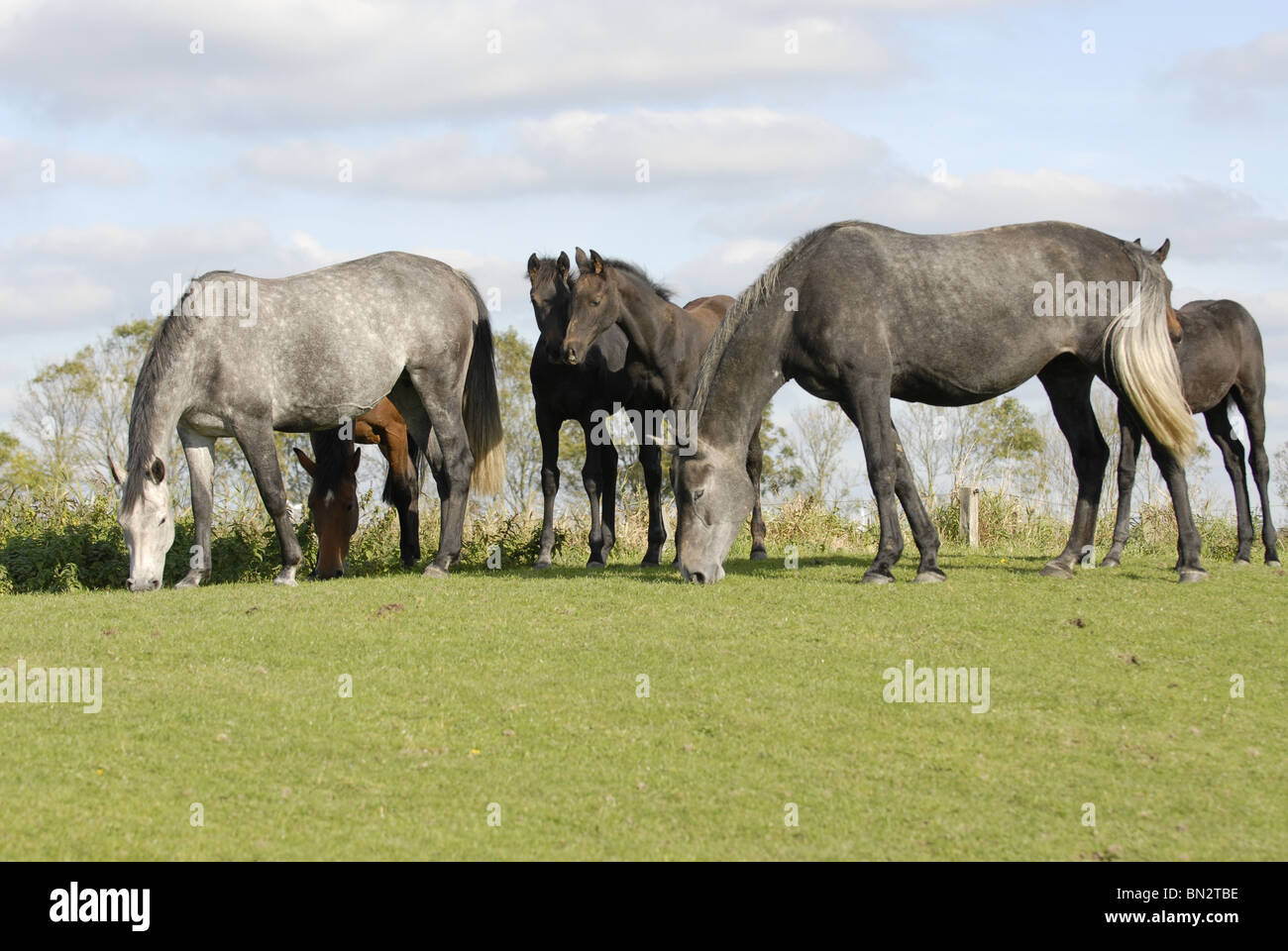 Herd horses grazes on hi-res stock photography and images - Alamy