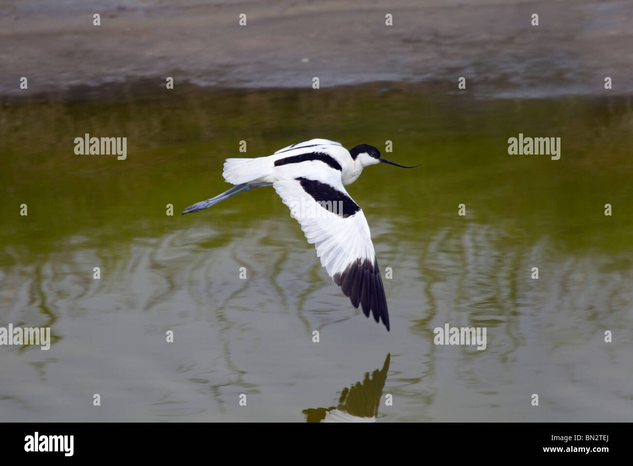 Avocet; Recurvirostra avosetta; in flight Stock Photo - Alamy