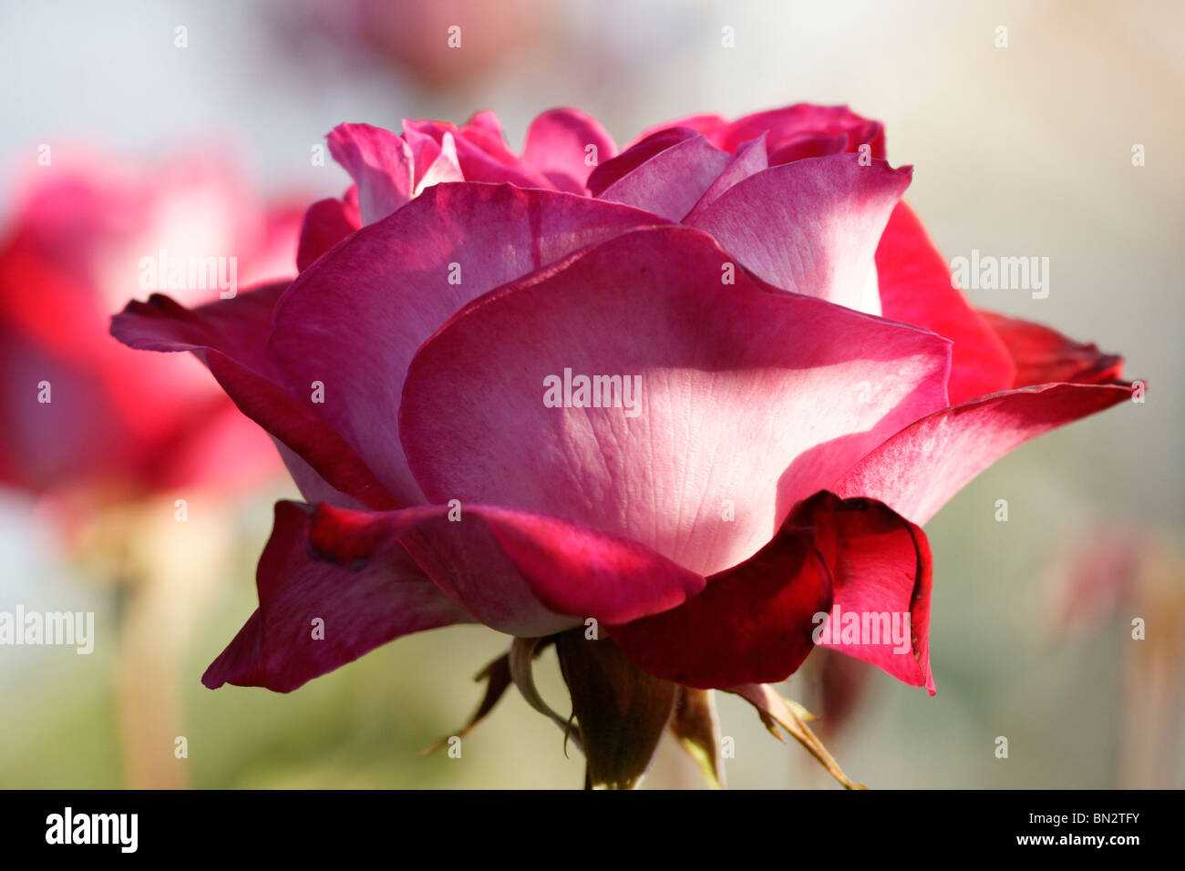 Red & Pink Rose Stock Photo - Alamy