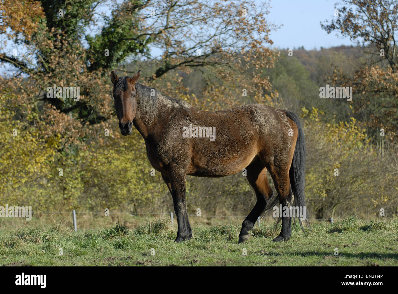 Dirty horse hi-res stock photography and images - Alamy