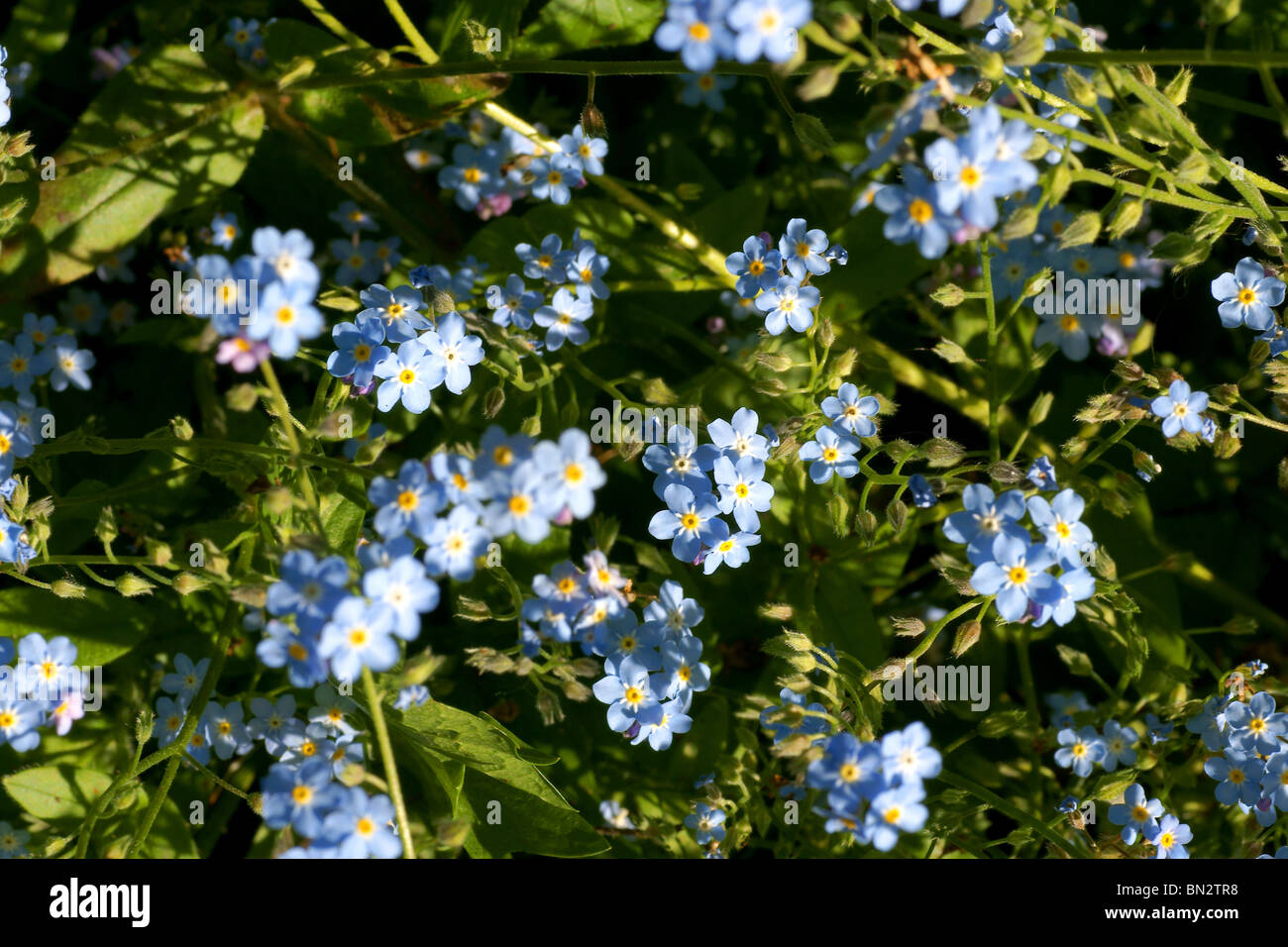 Clusters of Forget me nots Stock Photo - Alamy