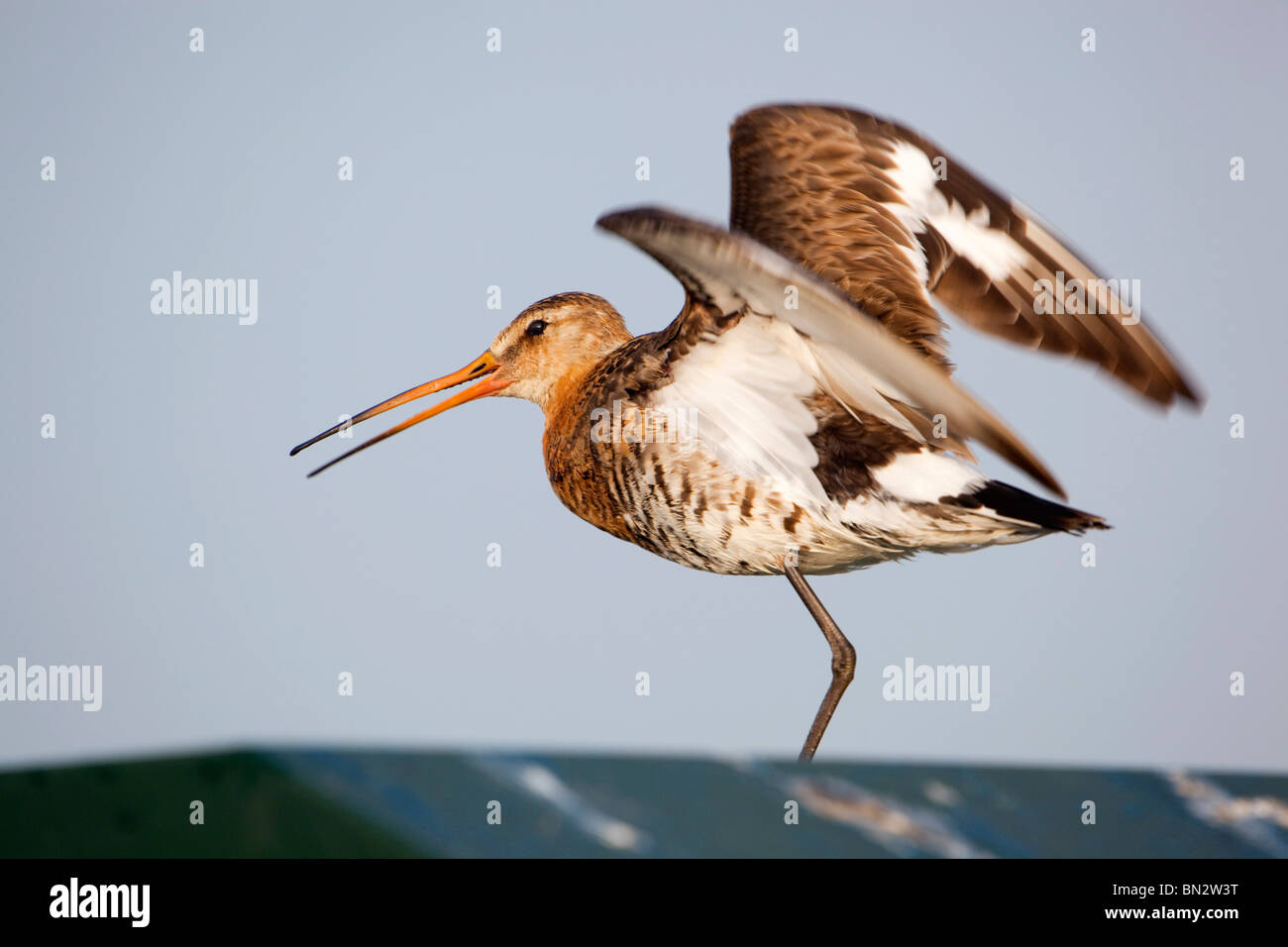 Black Tailed Godwit; Limosa limosa; calling Stock Photo - Alamy
