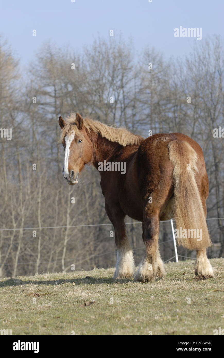 Heavy horse rear view hi-res stock photography and images - Alamy