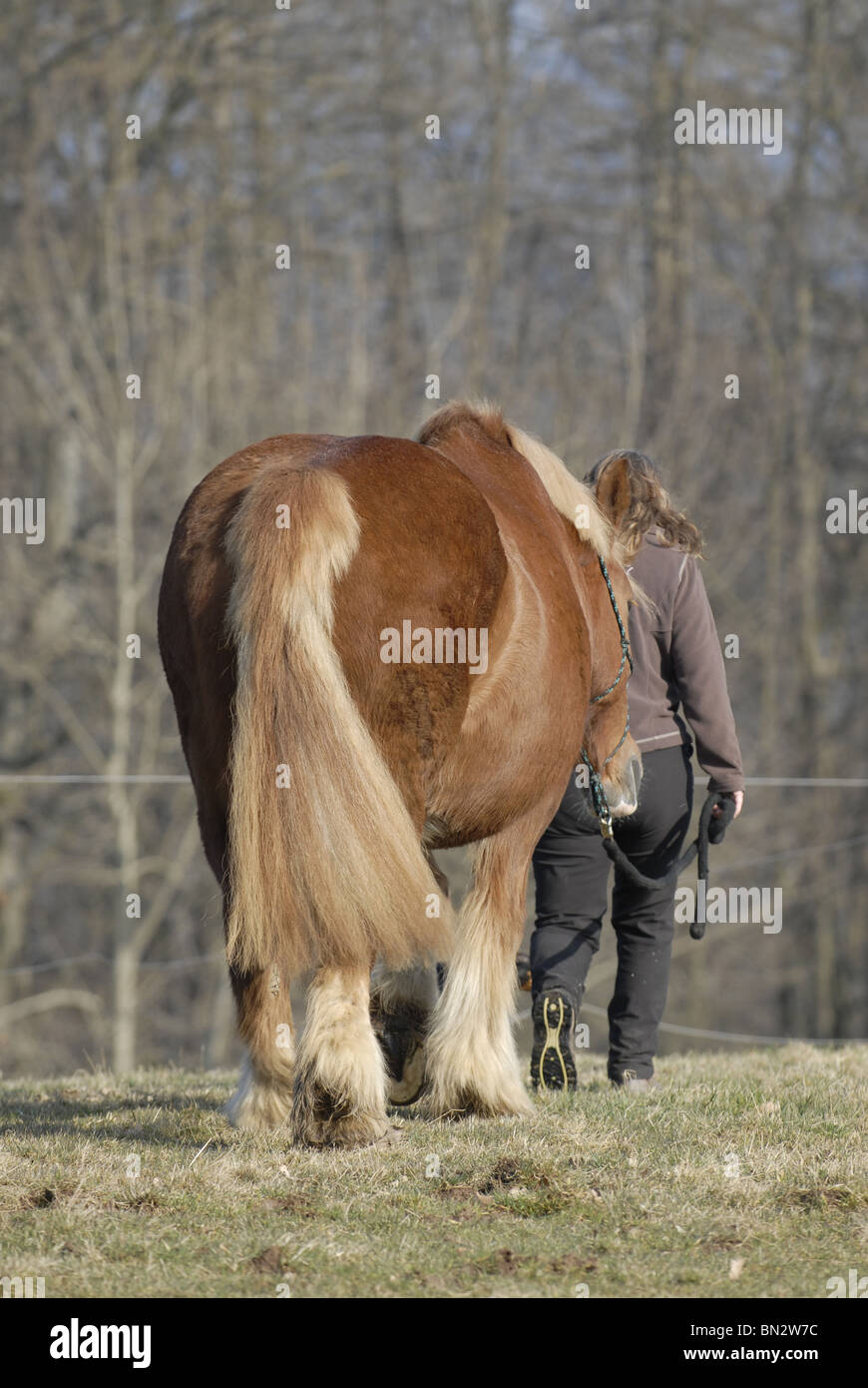 Heavy horse rear view hi-res stock photography and images - Alamy