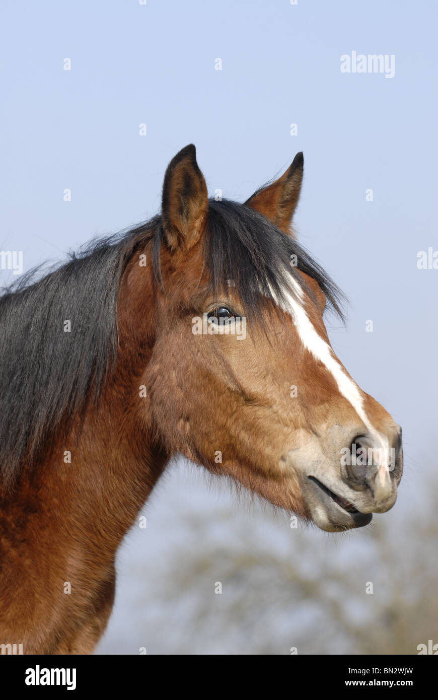 Lewitzer horse horses hi-res stock photography and images - Alamy