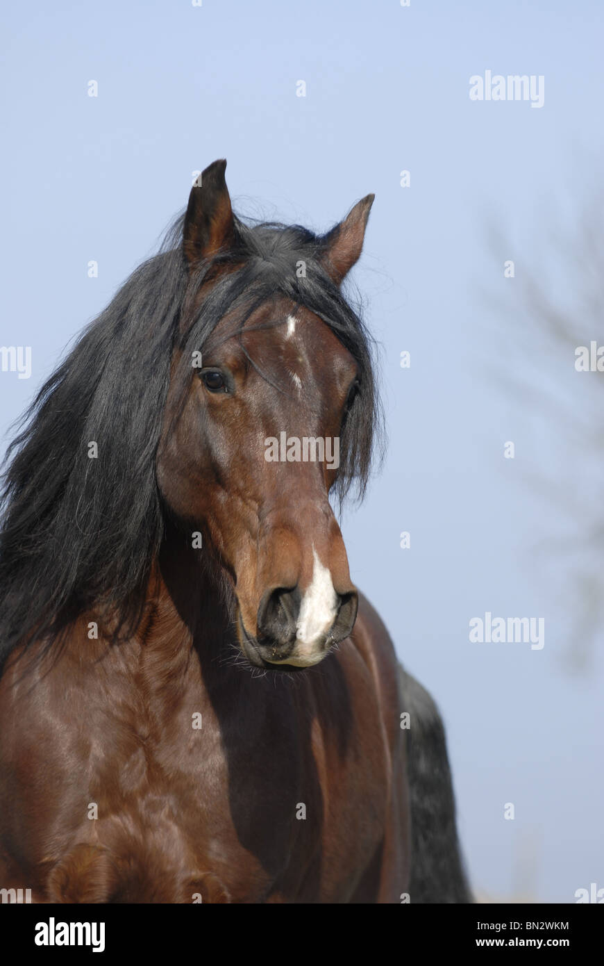 Lusitano horses heads hi-res stock photography and images - Alamy