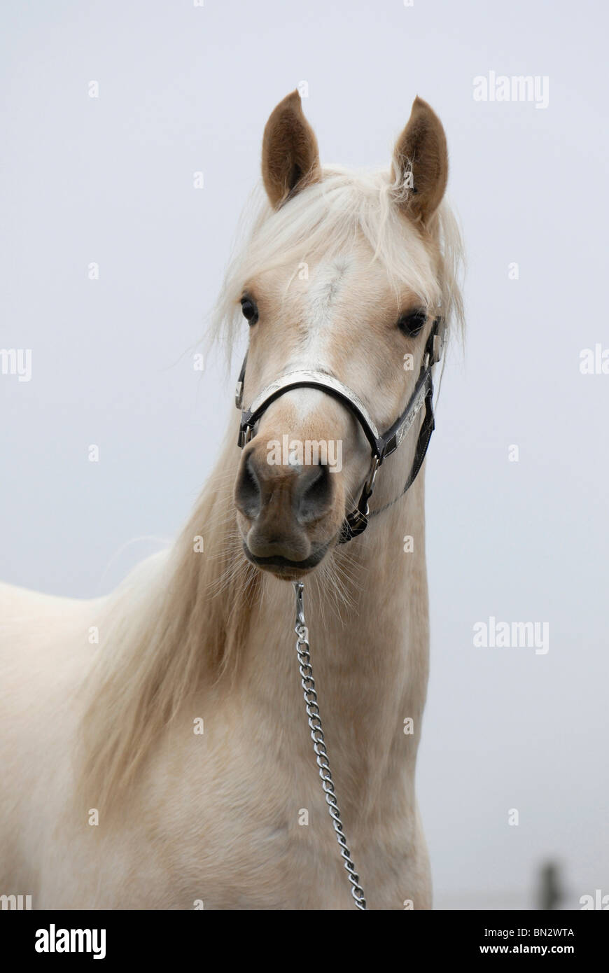 Quarab hi-res stock photography and images - Alamy