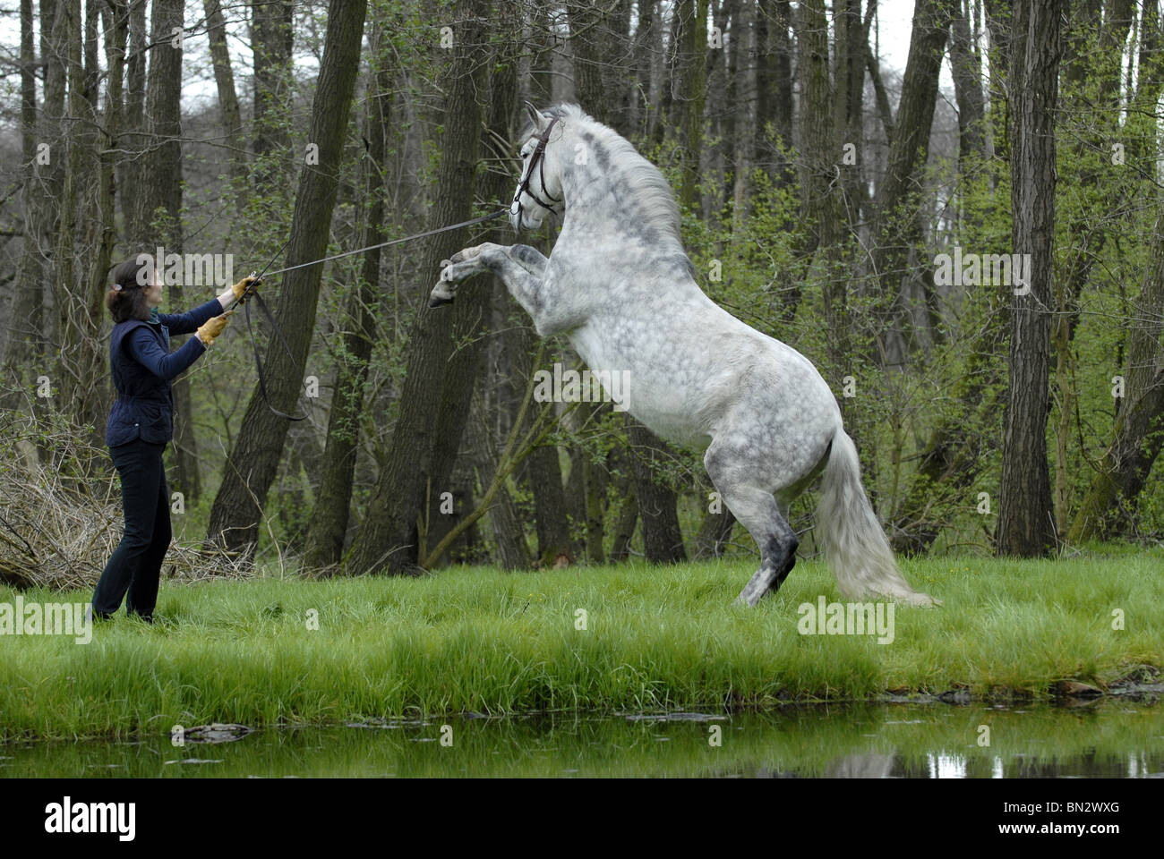 Rearing andalusian horse hi-res stock photography and images - Alamy