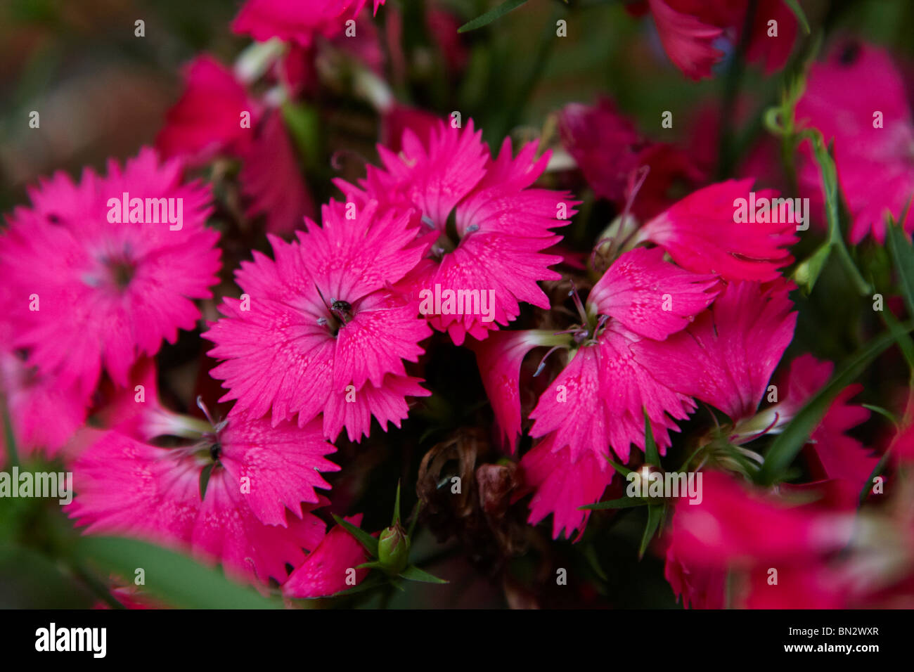 Annual dianthus flowers Stock Photo - Alamy