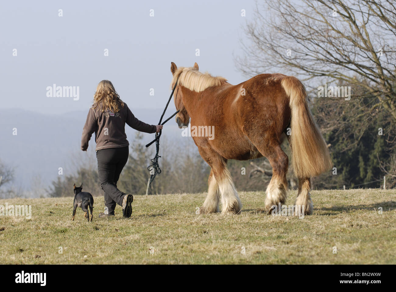 Heavy horse rear view hi-res stock photography and images - Alamy