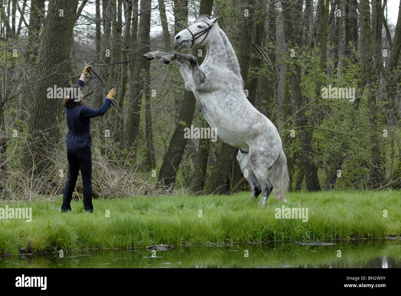 Rearing andalusian horse hi-res stock photography and images - Alamy