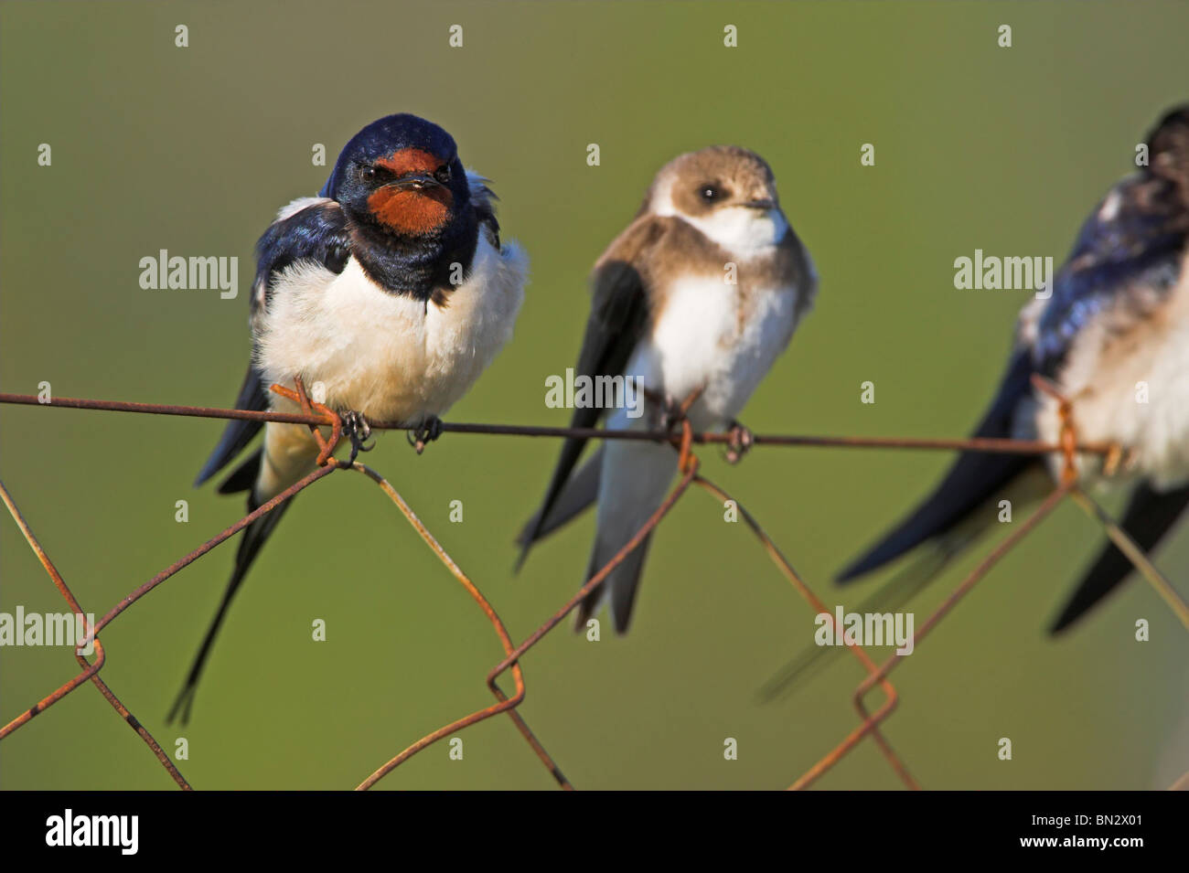 barn swallow (Hirundo rustica), some birds sitting beside each other on ...