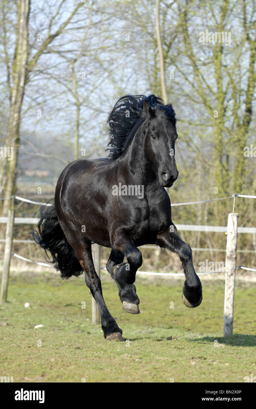 running Friesian Horse Stock Photo - Alamy