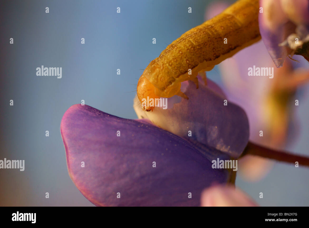 Caterpillar chomping on lupin flower Stock Photo - Alamy