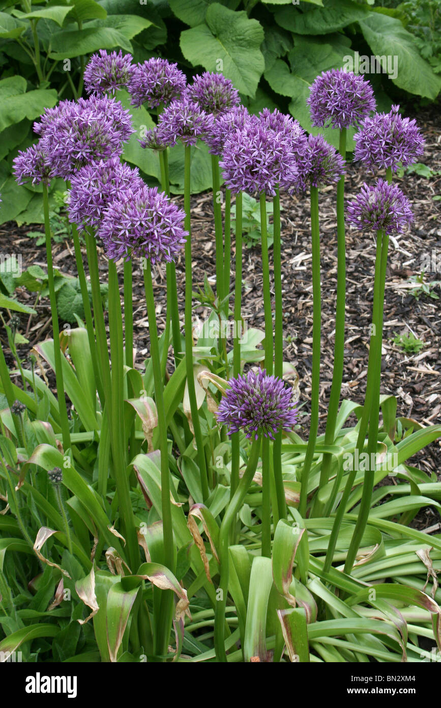 Alliums sp. Taken at Ness Botanic Gardens, Wirral, UK Stock Photo - Alamy