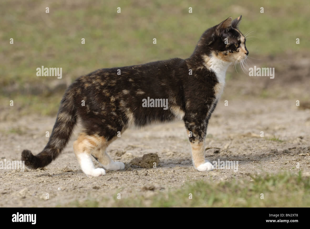 Cat profile side view standing hi-res stock photography and images - Alamy