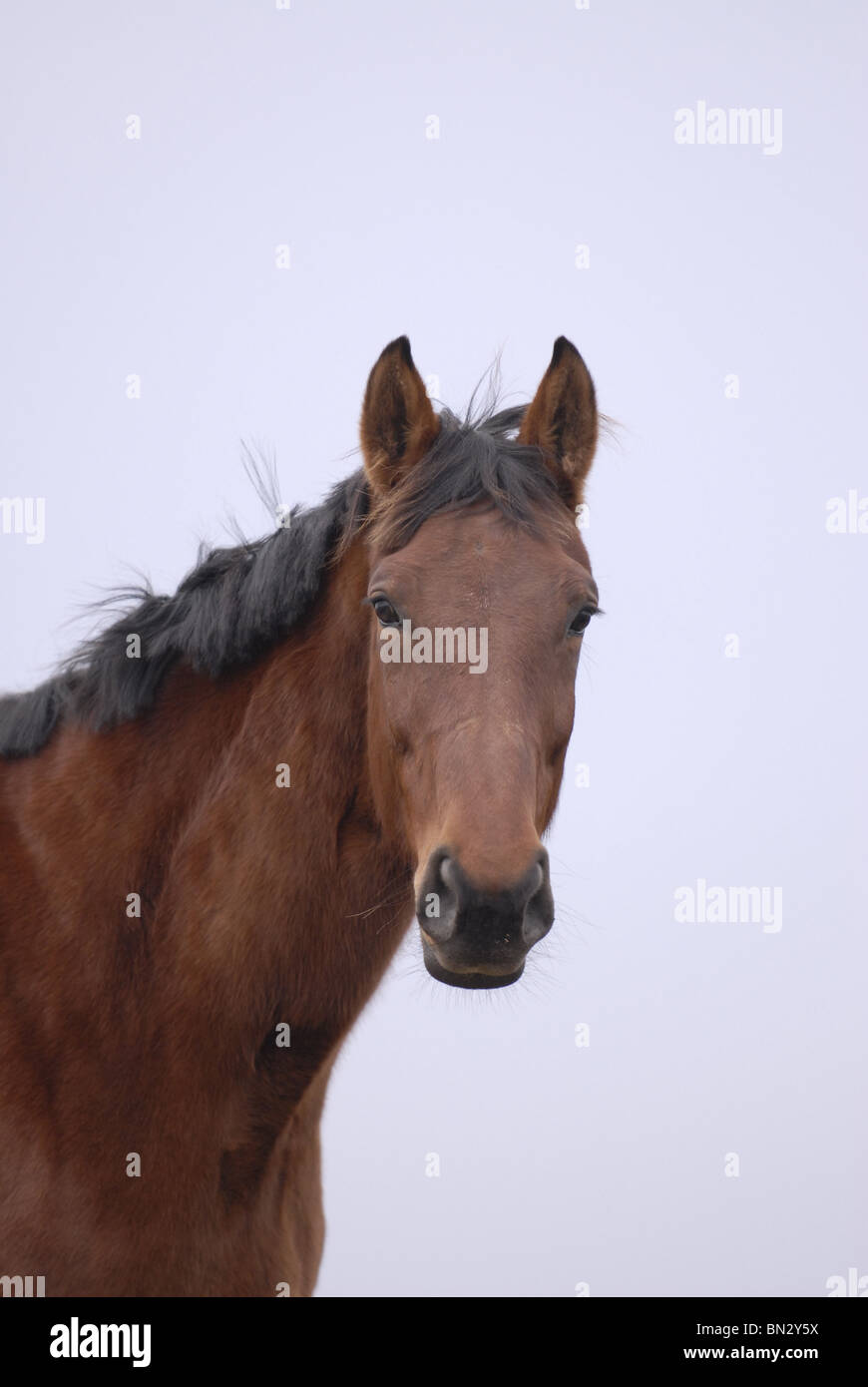 Holstein Horse Portrait Stock Photo - Alamy